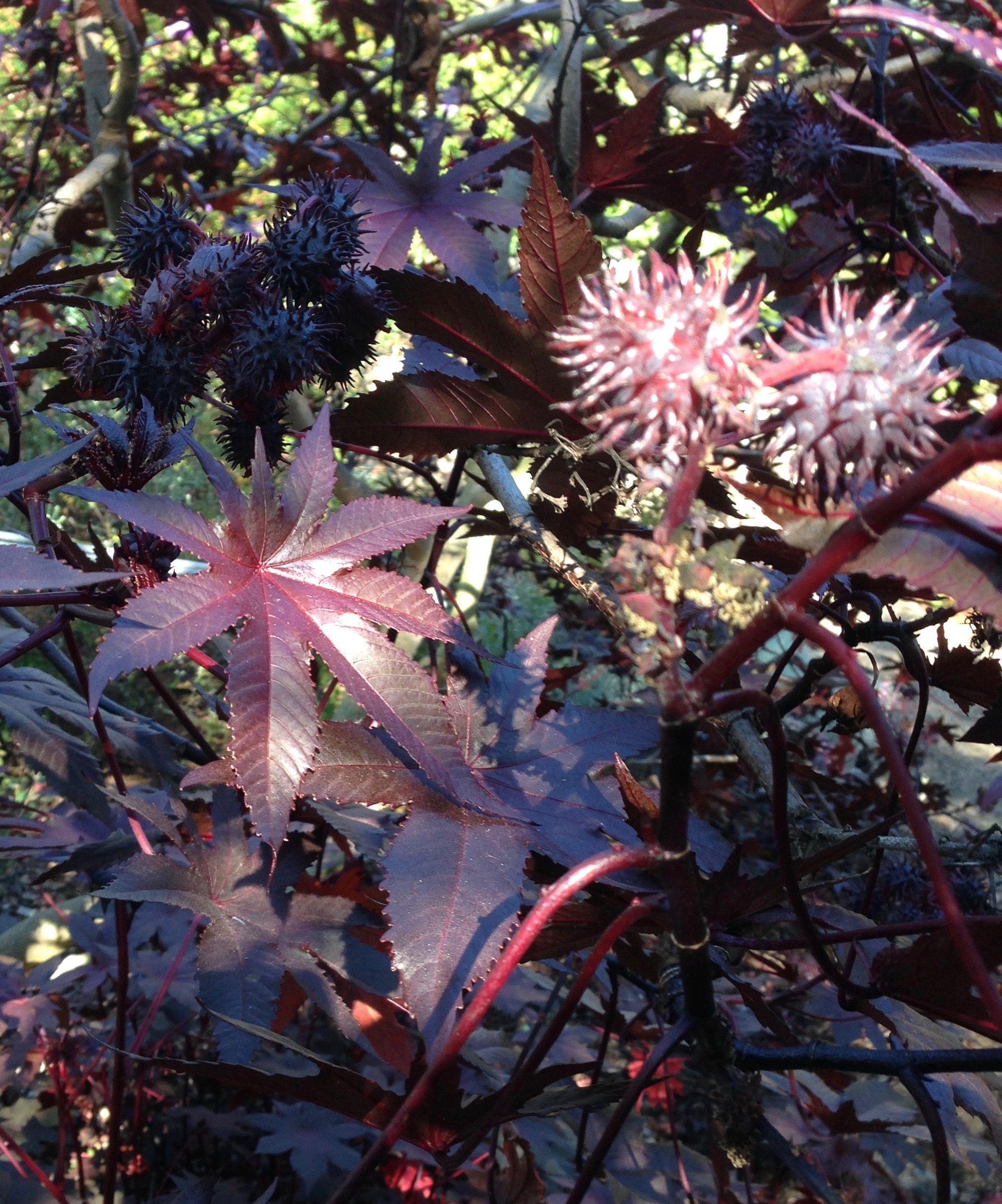 The Striking Castor Bean | ongardening.com