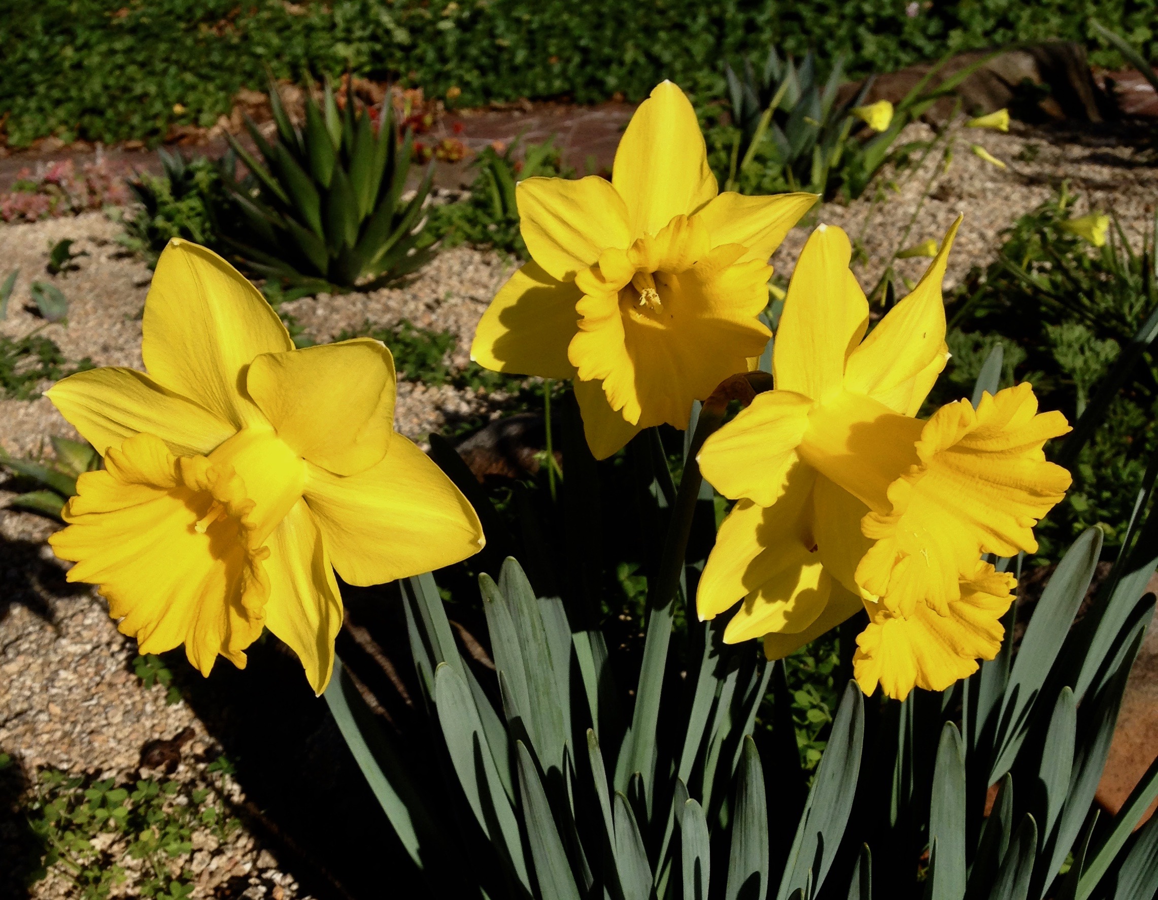 Glorious Geophytes for the Garden | ongardening.com