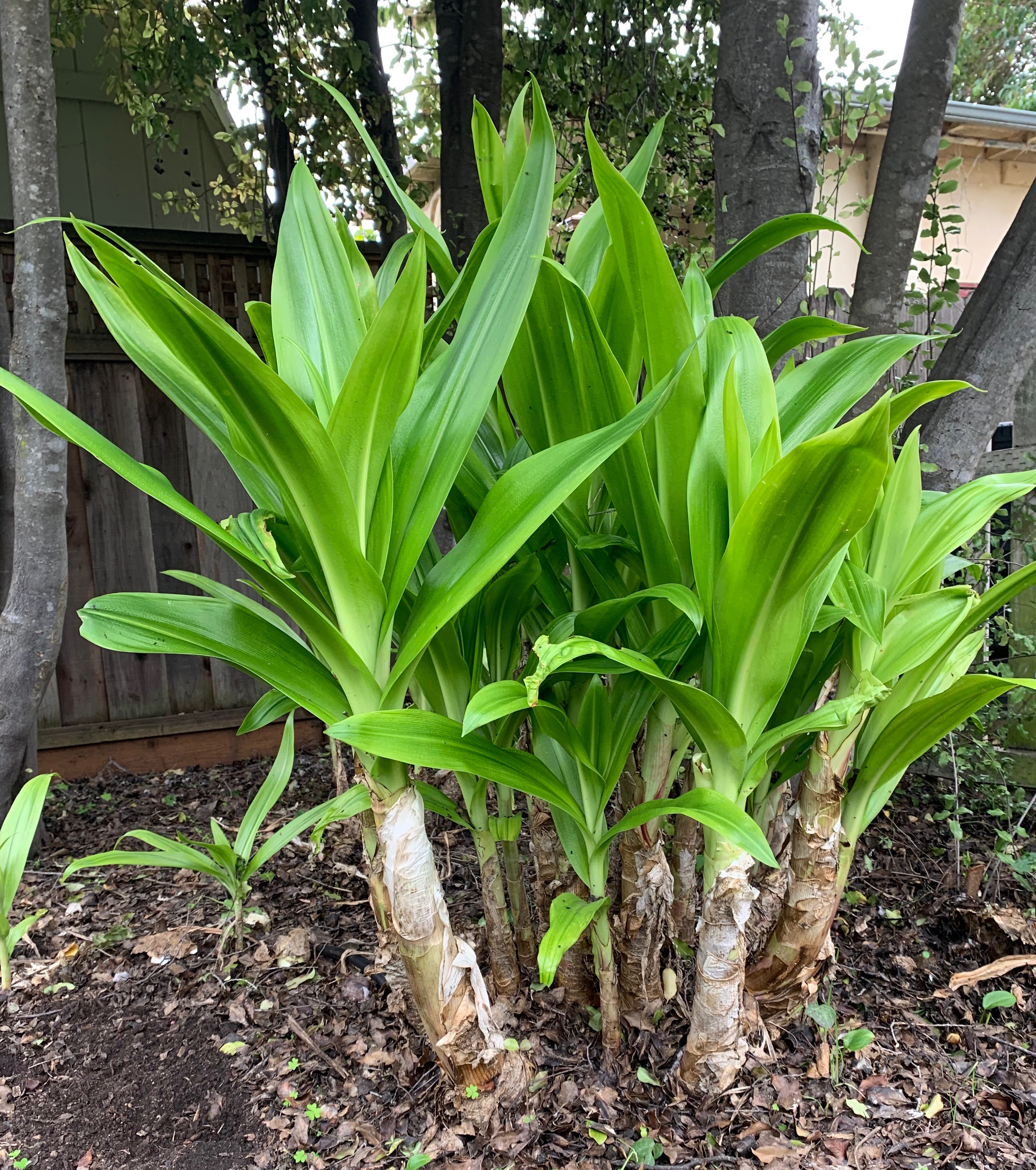 Explore South African Bulbs | ongardening.com