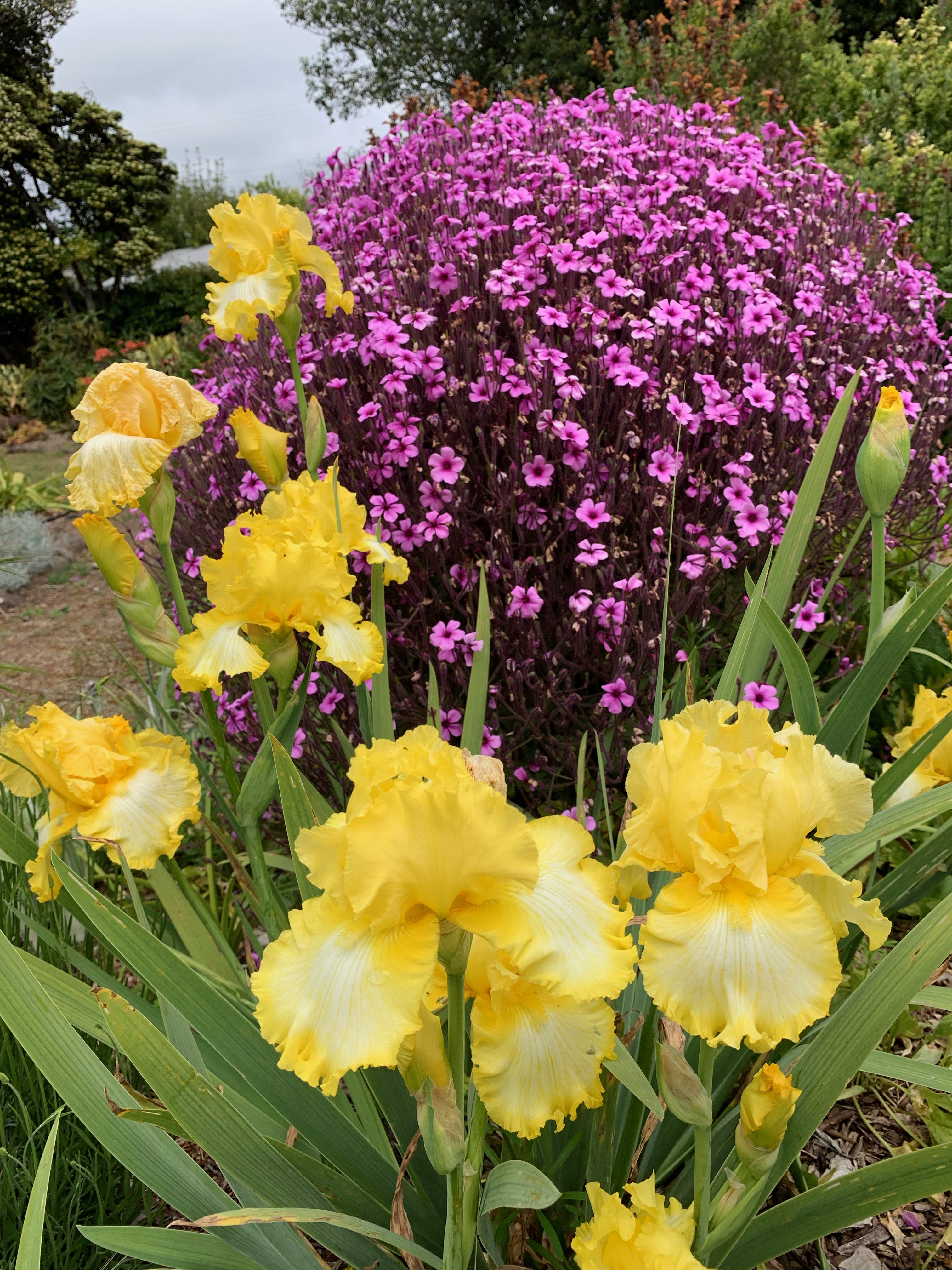 Garden Status in Spring | ongardening.com